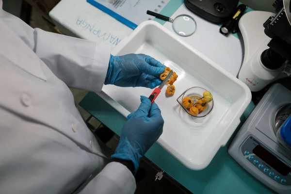 Somali Agricultural Regulatory and Inspection Service (SARIS)